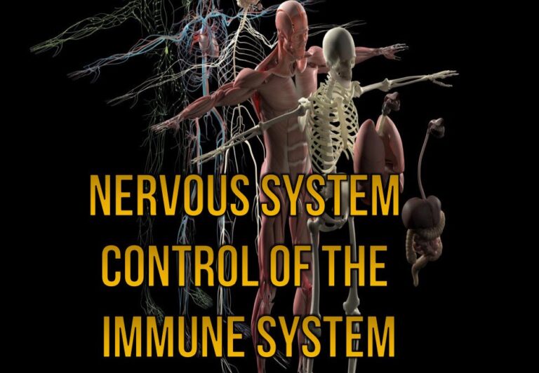 How Regular Chiropractic Care Can Boost Your Immune System - Norden Lasik